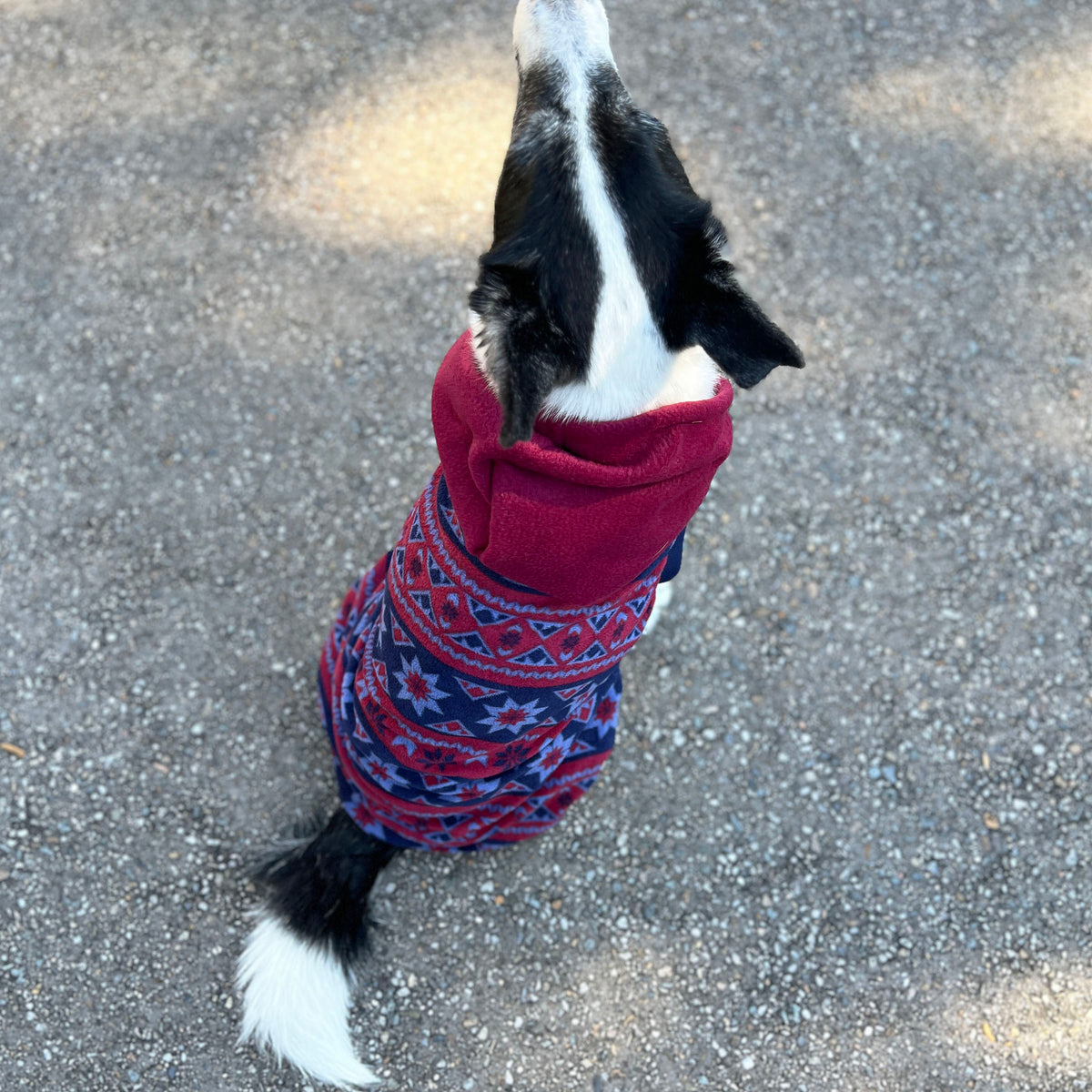 Aztec | The Sophisticated Pet