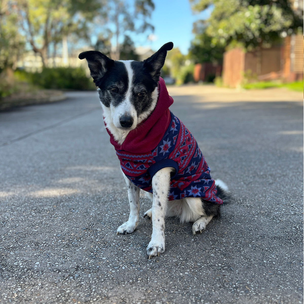 Aztec | The Sophisticated Pet