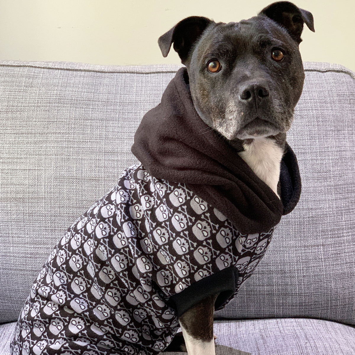 Smooth Criminal | The Sophisticated Pet