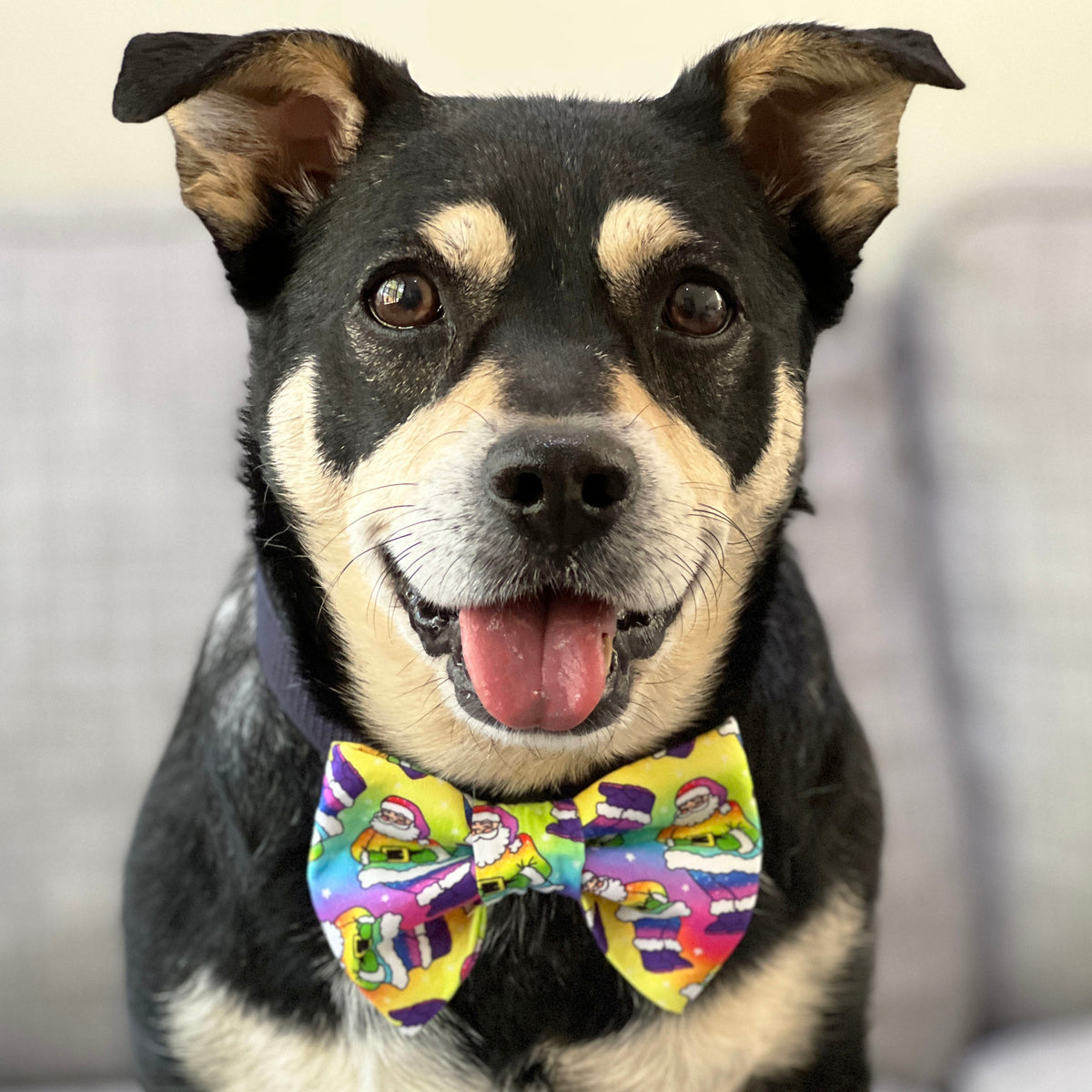 Candy Cane | The Sophisticated Pet