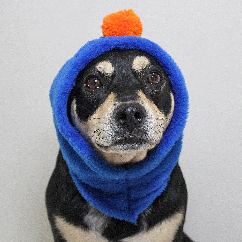 Blue Bandit | The Sophisticated Pet