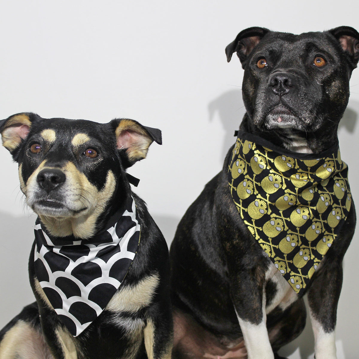 Gold Digger | The Sophisticated Pet