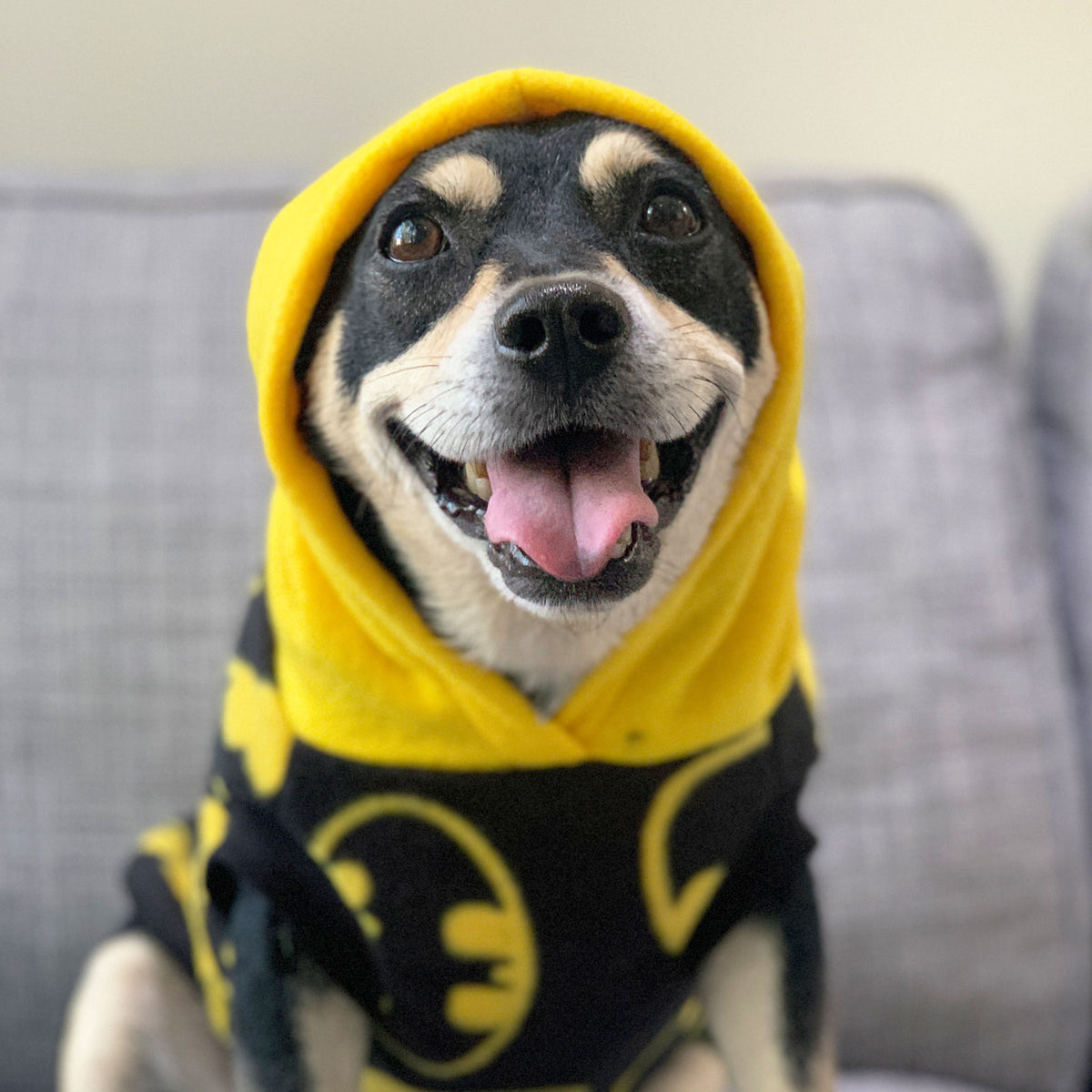 Bat-Signal | The Sophisticated Pet