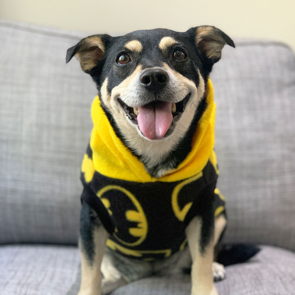 Bat-Signal | The Sophisticated Pet