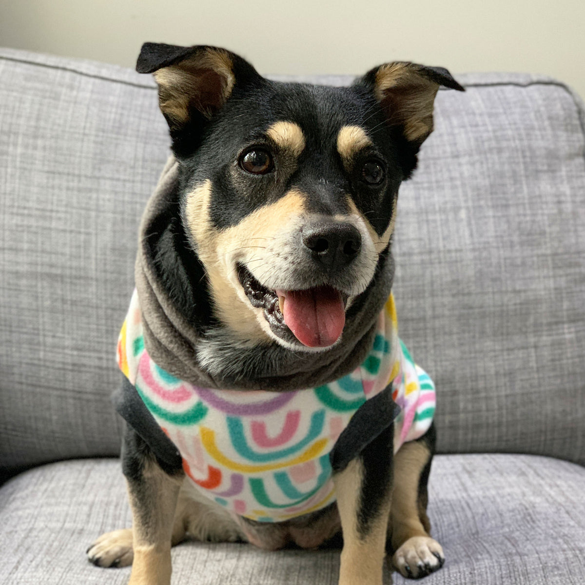 Happy Chappy | The Sophisticated Pet