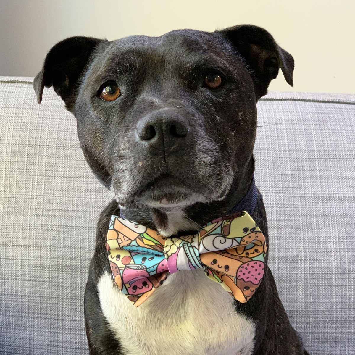 Sweet Tooth - Dog Bow Tie– The Sophisticated Pet