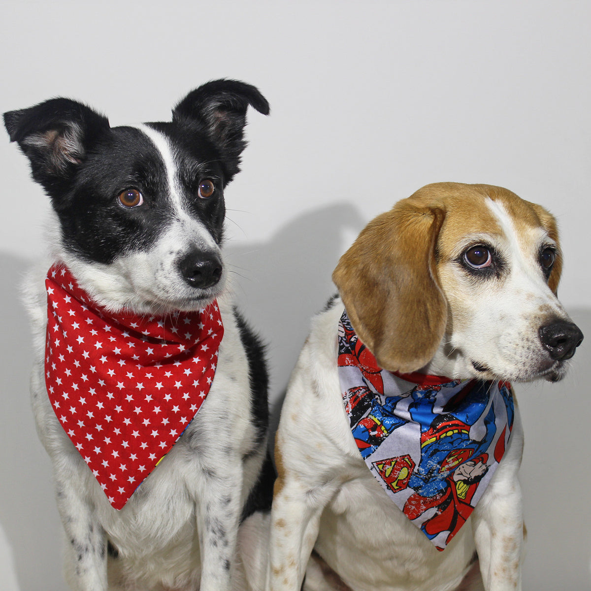 Superstar - Reversible Dog Bandana– The Sophisticated Pet