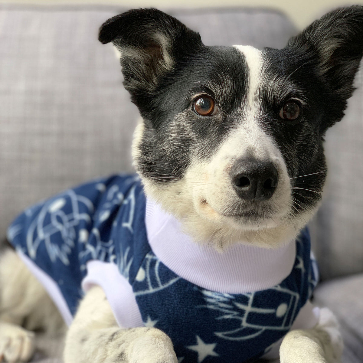 Rocket Dog | The Sophisticated Pet